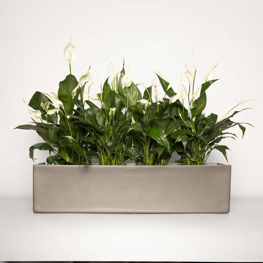 Mini & Table Top Planters | Just Add Plants