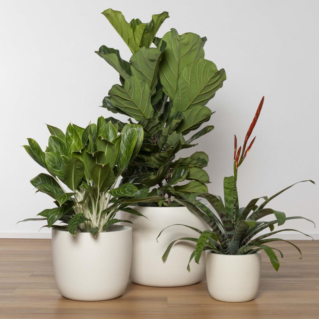 Alesund U Cup | Just Add Plants