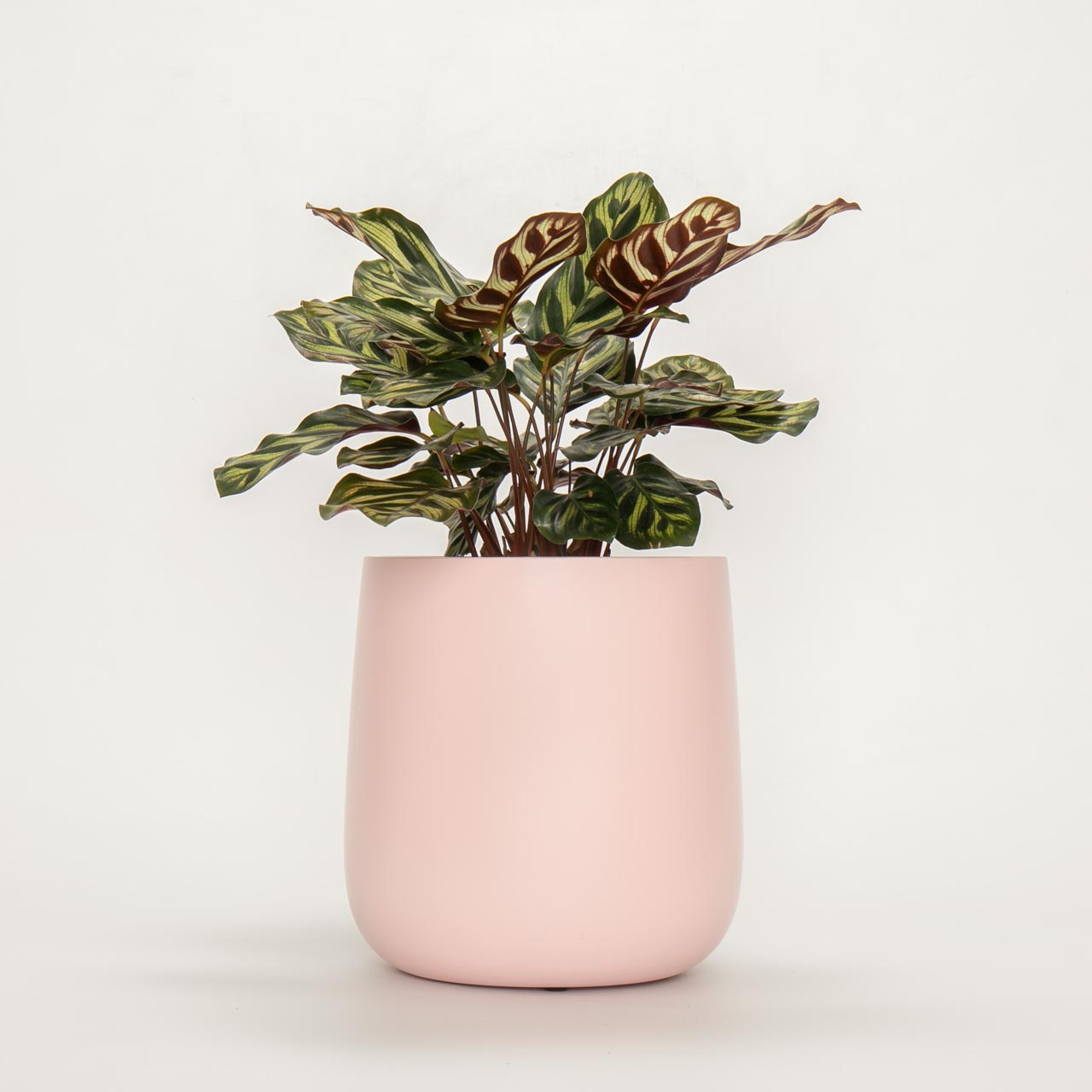 Mini & Table Top Planters | Just Add Plants