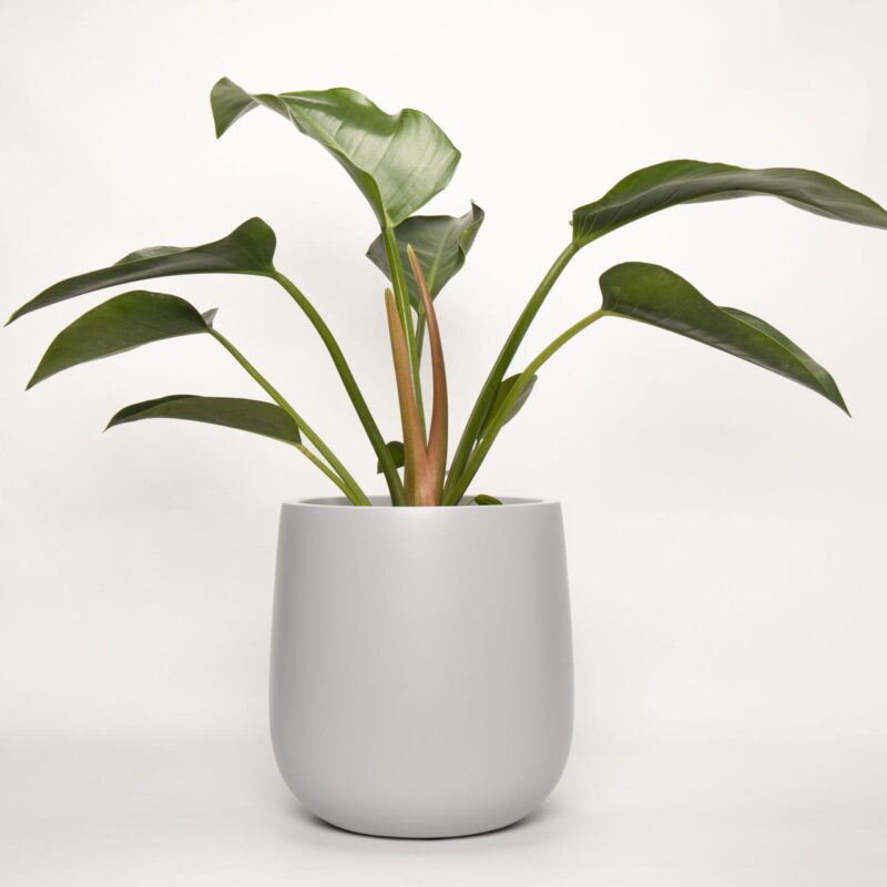 Mini & Table Top Planters | Just Add Plants