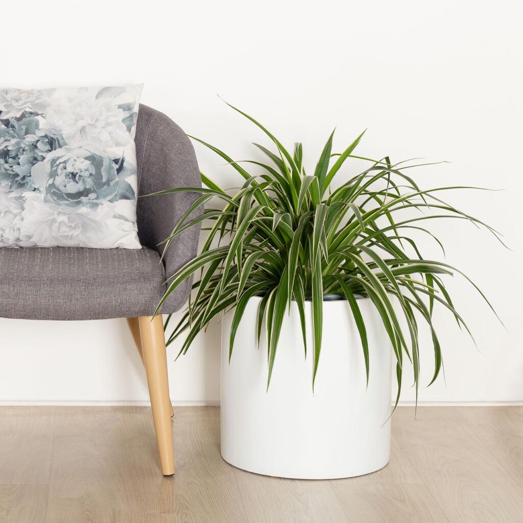 Auchenflower Trough | Just Add Plants