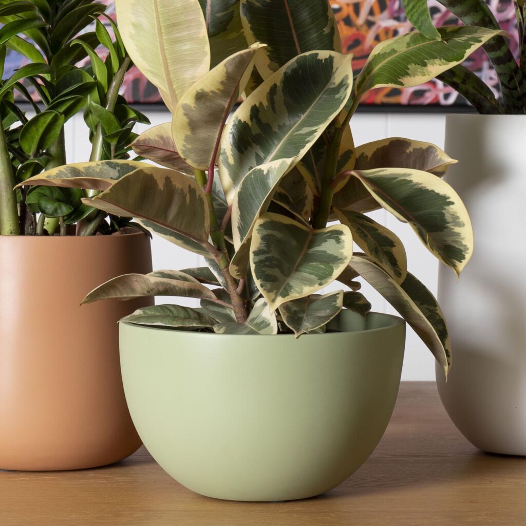 Shop | Page 2 of 4 | Just Add Plants