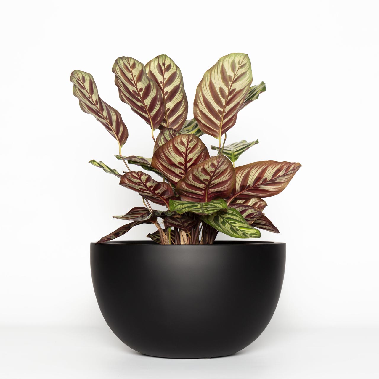 Mini & Table Top Planters | Just Add Plants