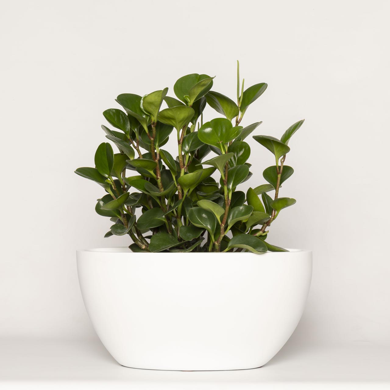 Mini & Table Top Planters | Just Add Plants