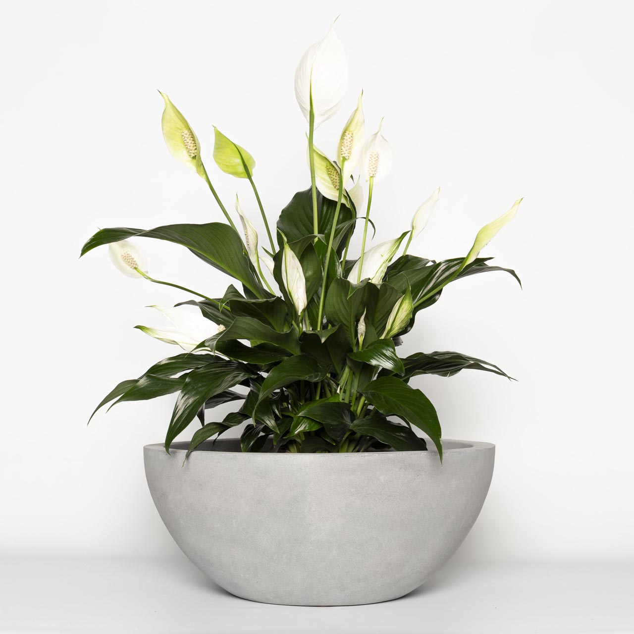 Mini & Table Top Planters | Just Add Plants