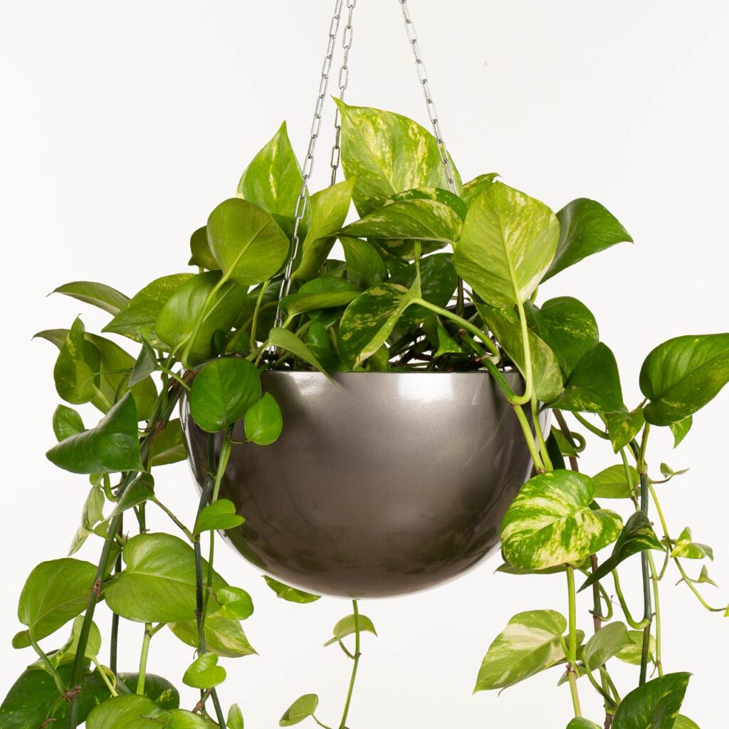 Corinda Hanger | Just Add Plants