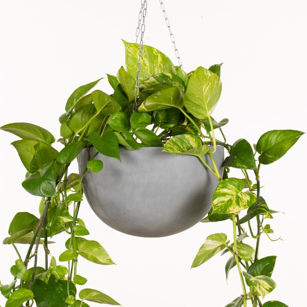 Corinda Hanger | Just Add Plants
