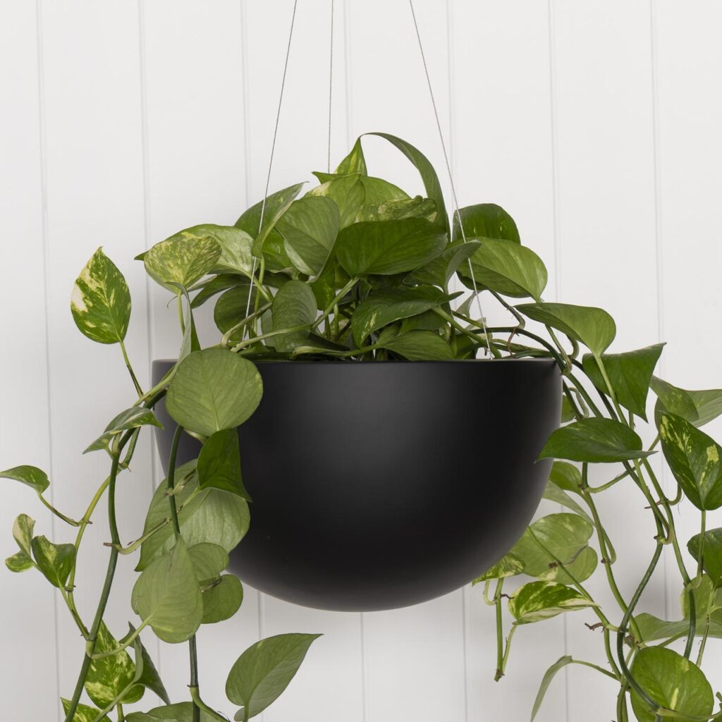 Corinda Hanger Wired | Just Add Plants