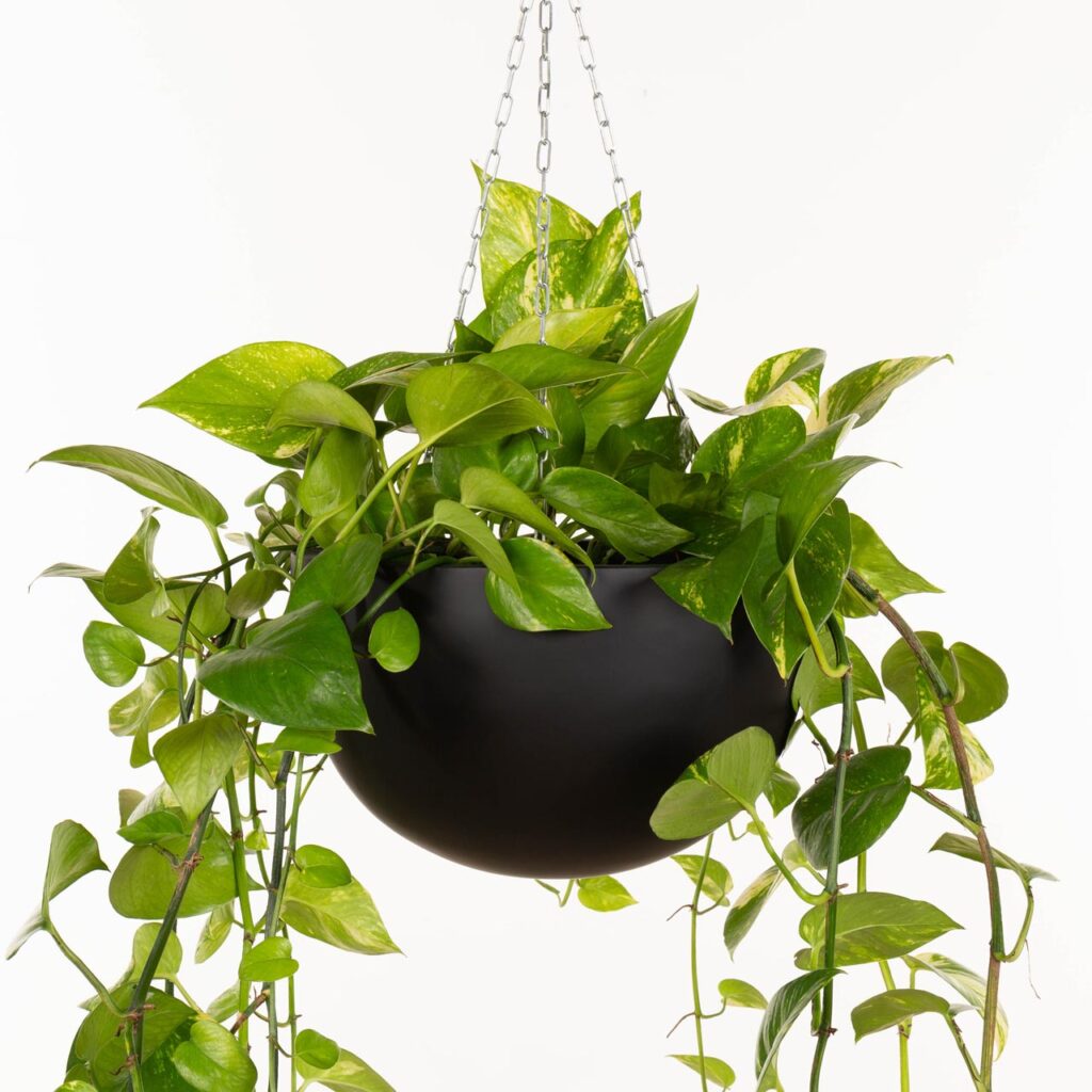 Corinda Hanger | Just Add Plants