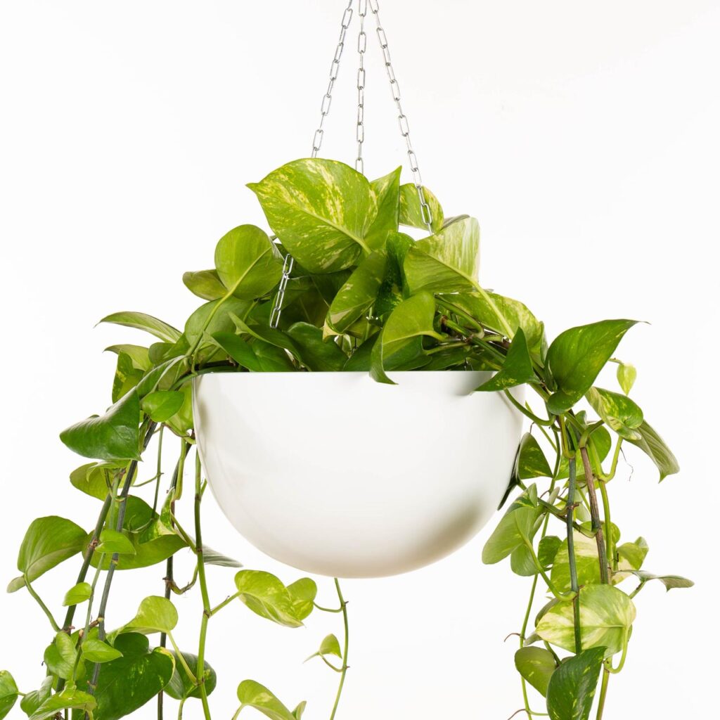 Indoor Self-Watering Planters | Just Add Plants