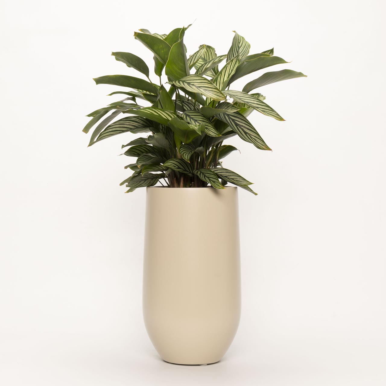 Mini & Table Top Planters | Just Add Plants