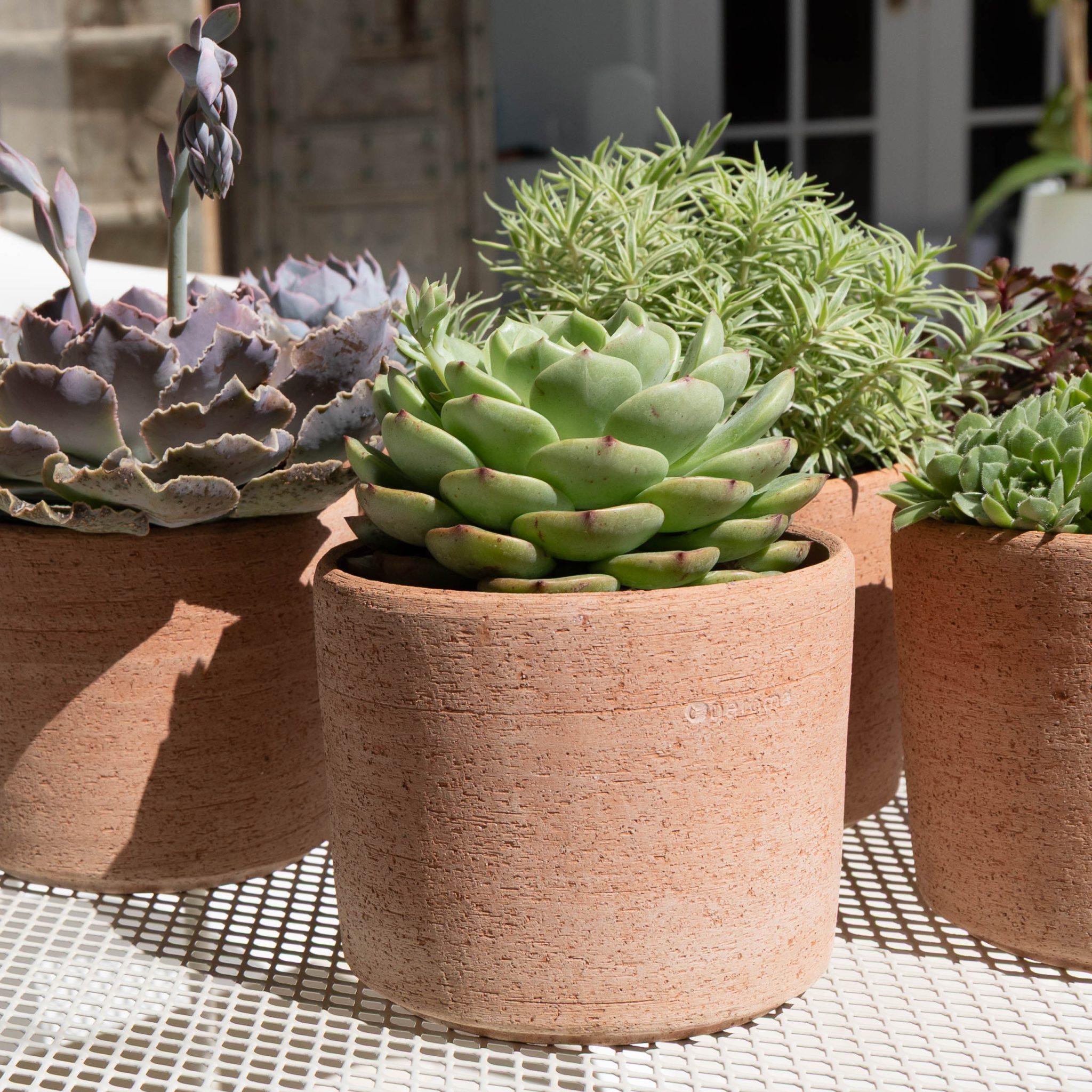 Luna | Just Add Plants