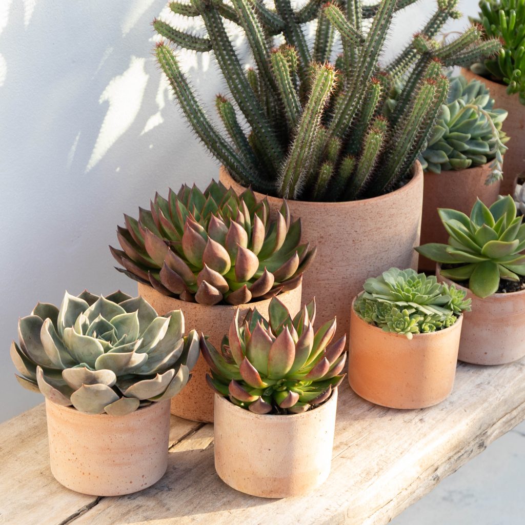 Luna | Just Add Plants