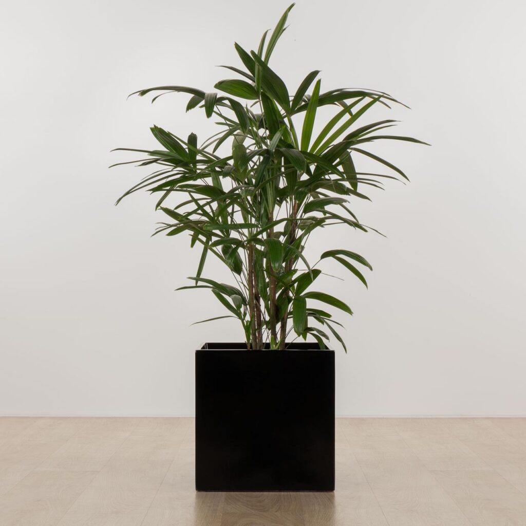 Morningside Cube | Just Add Plants