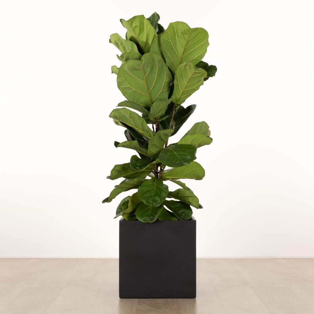 Morningside Cube | Just Add Plants