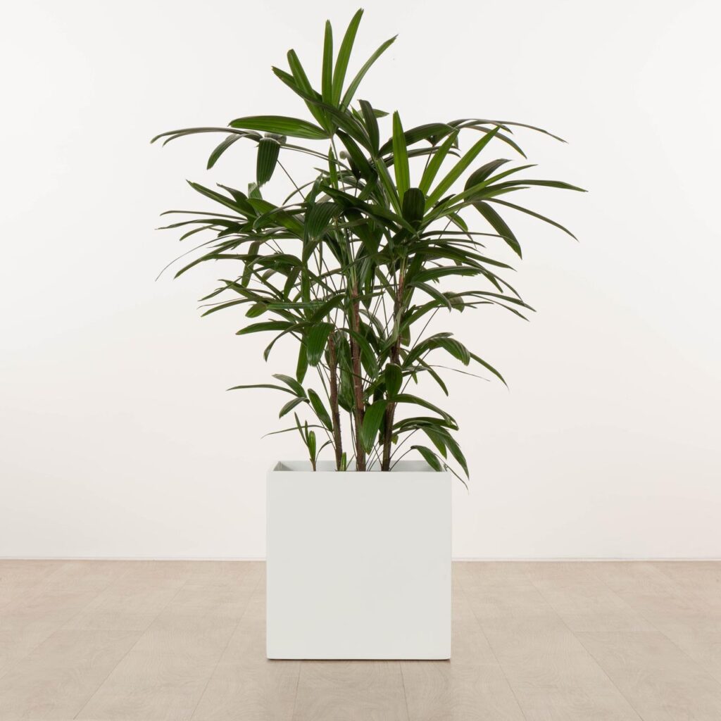 Morningside Cube | Just Add Plants