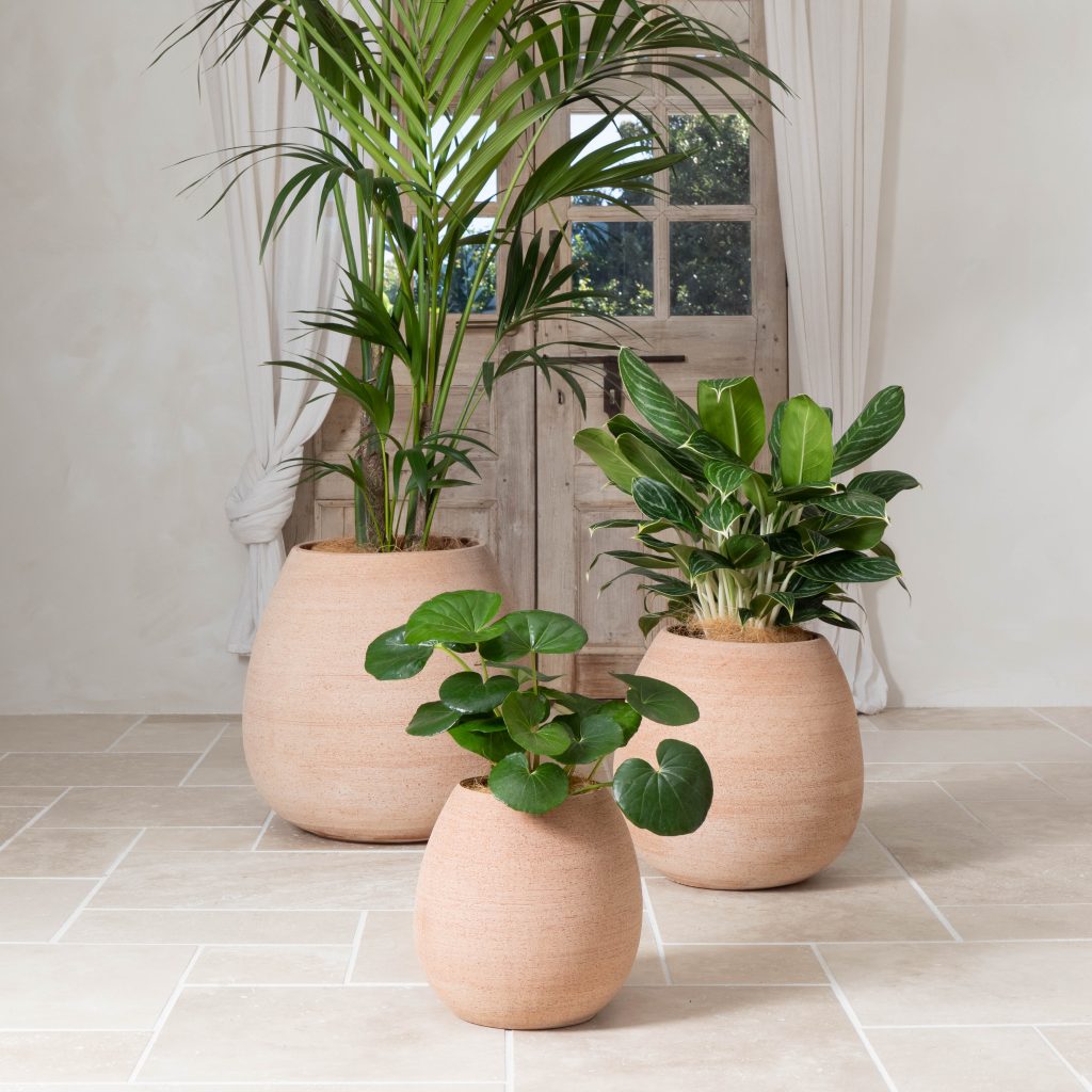 Murano Tall Cup | Just Add Plants
