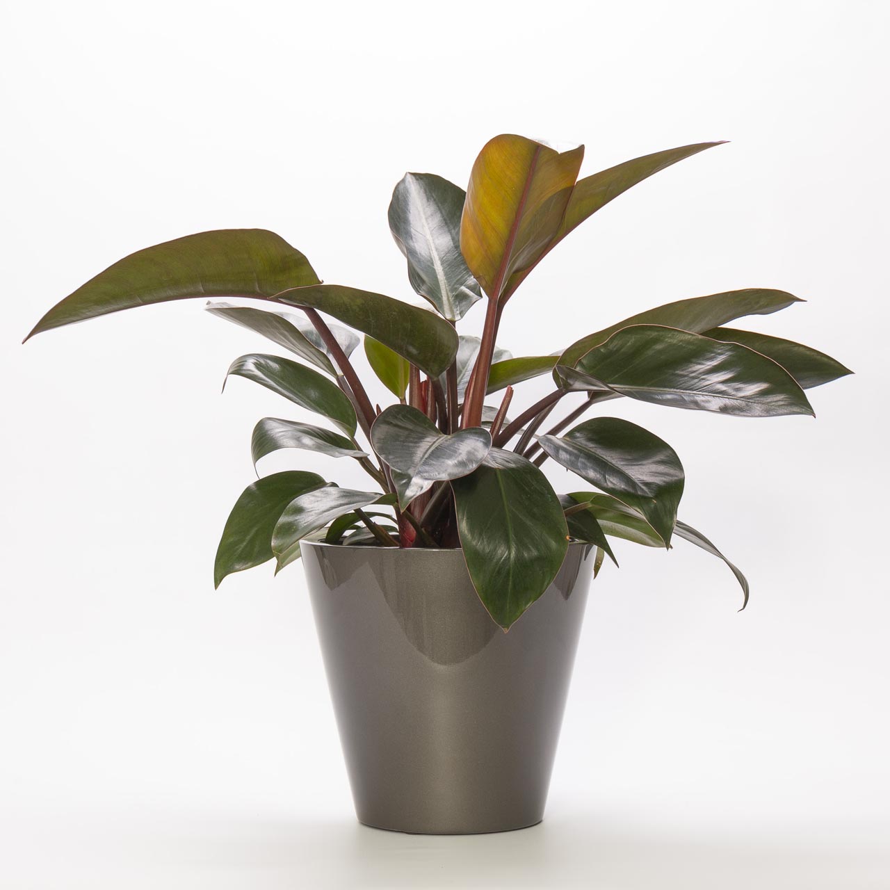 Mini & Table Top Planters | Just Add Plants
