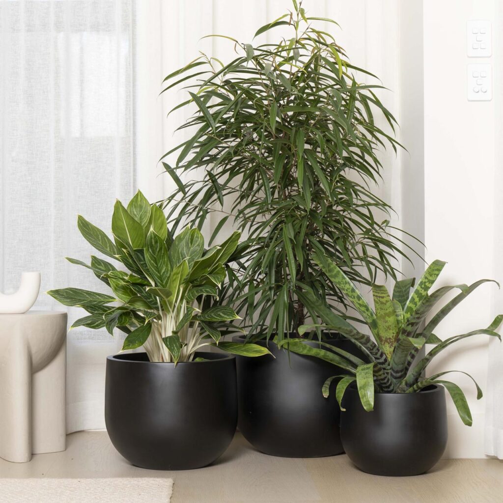 Uppsala Short Cup | Just Add Plants