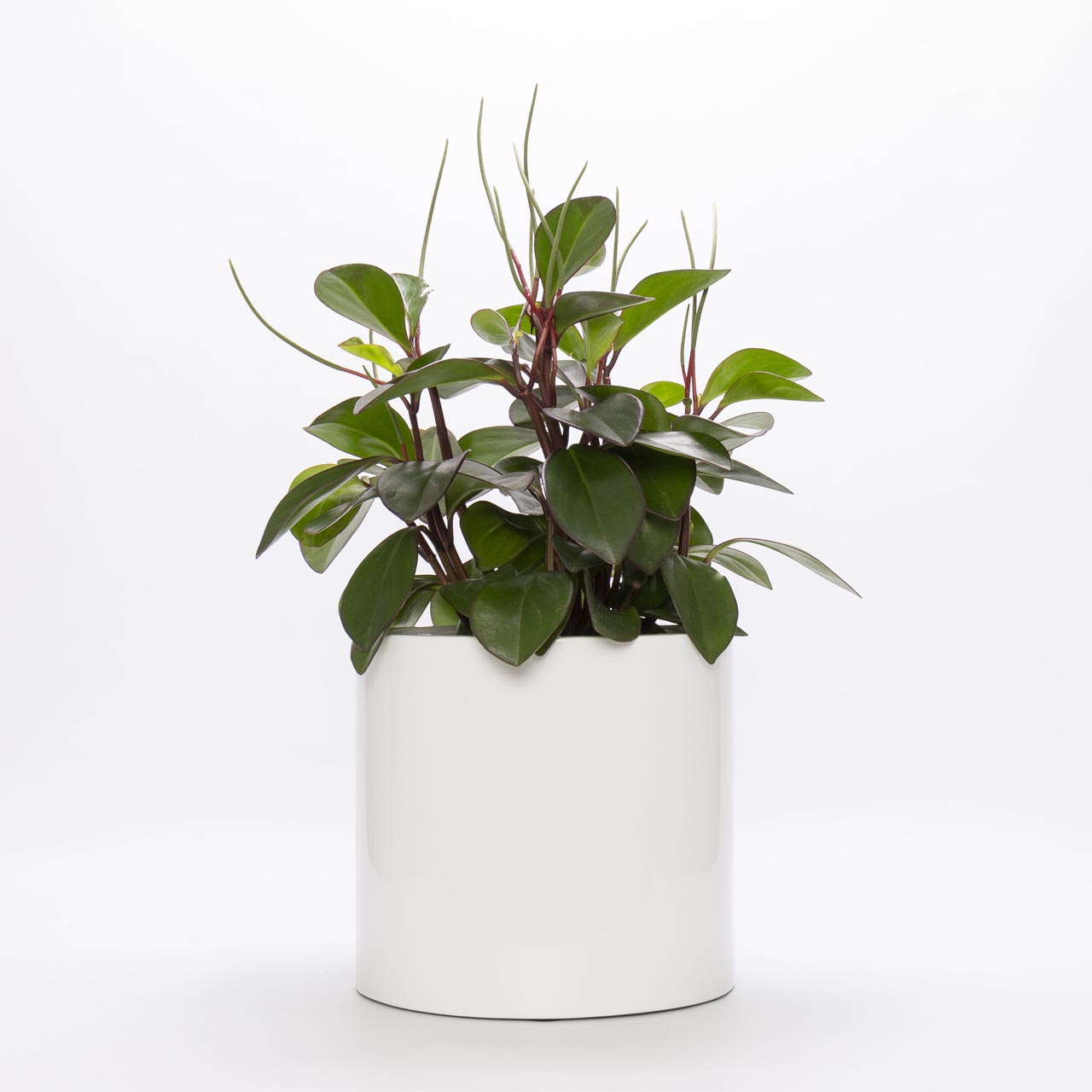 Mini & Table Top Planters | Just Add Plants